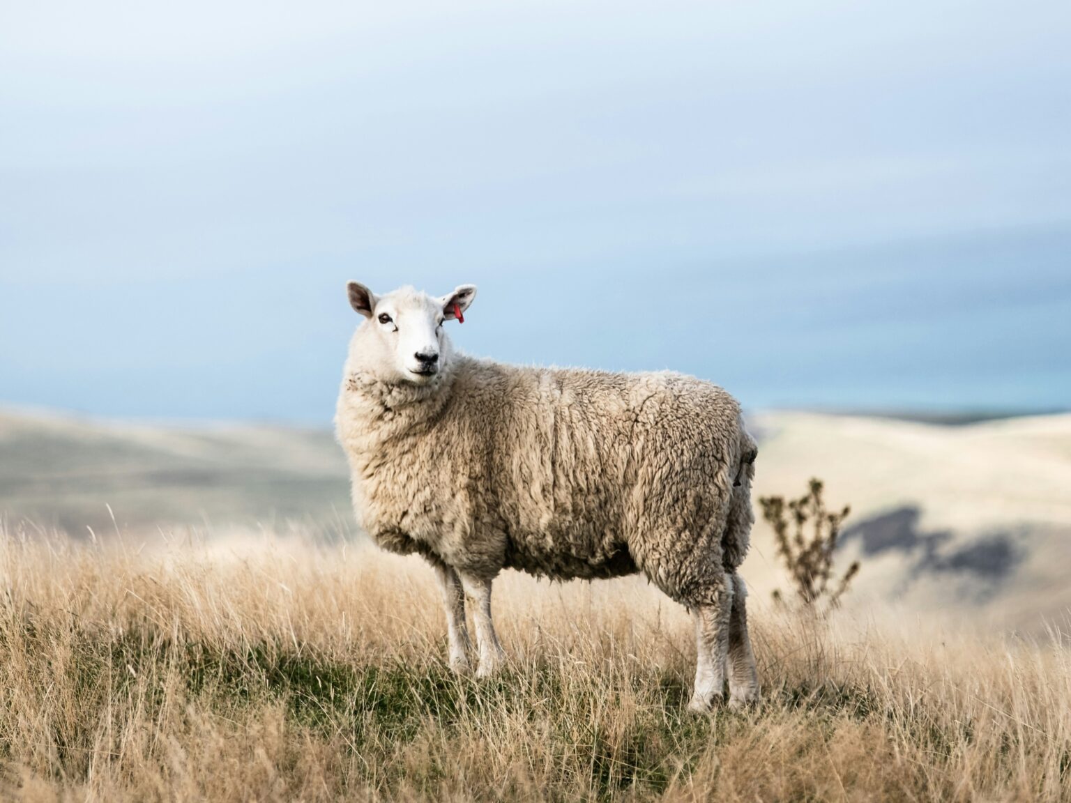 Zechariah Overview: Introduction and What Zechariah is About ...